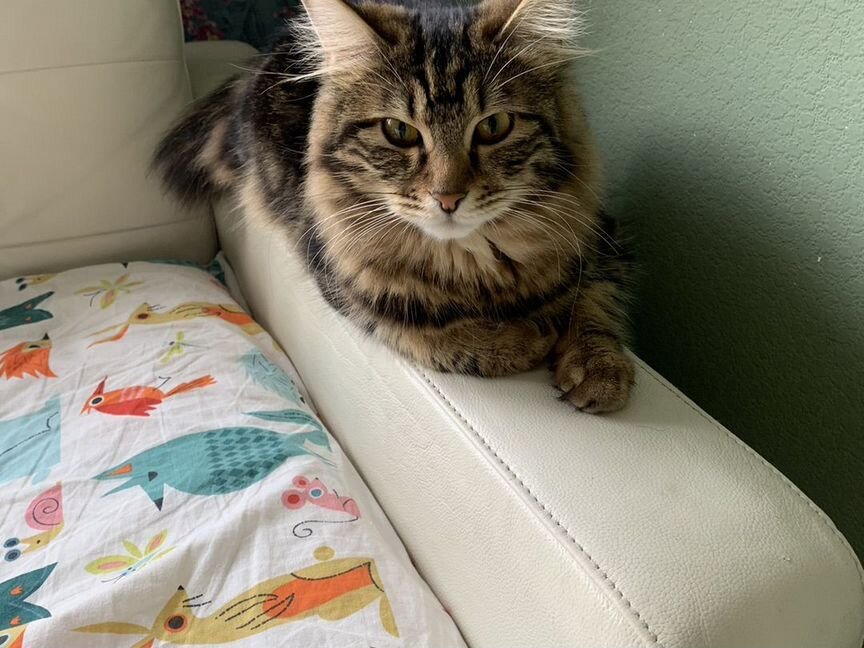 Кошка в дар курильский бобтейл