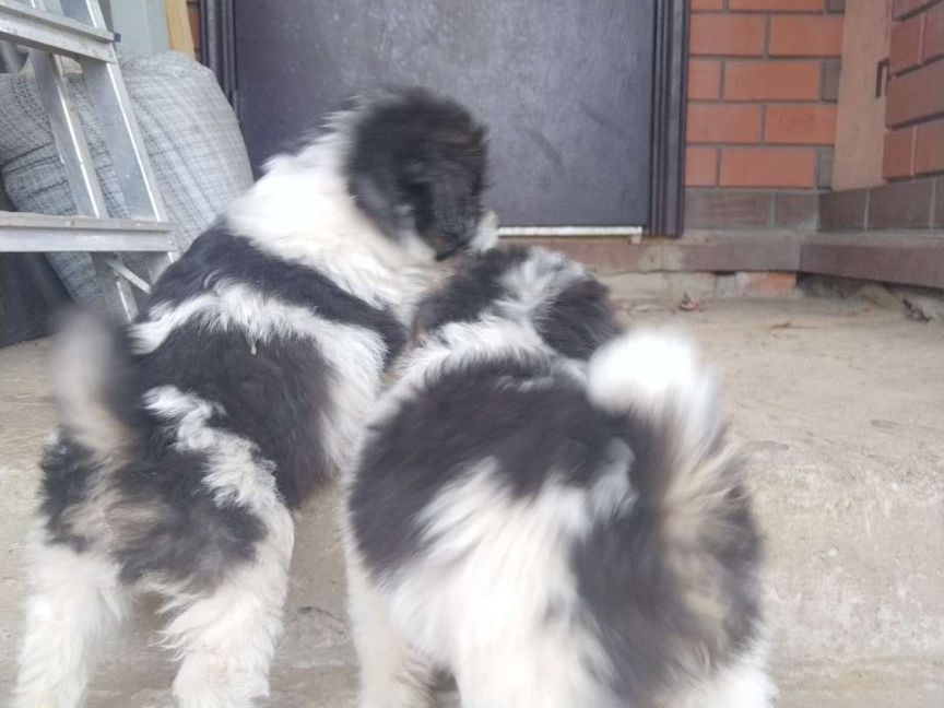 Маленькие щенята