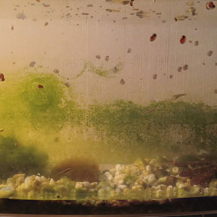 Малек гуппи