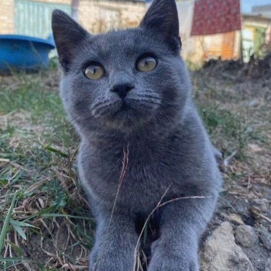 Котенок-мальчик в добрые руки