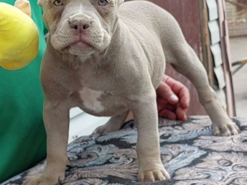 Американский булли