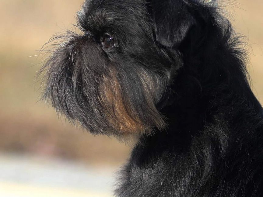 Бельгийский гриффон вязка