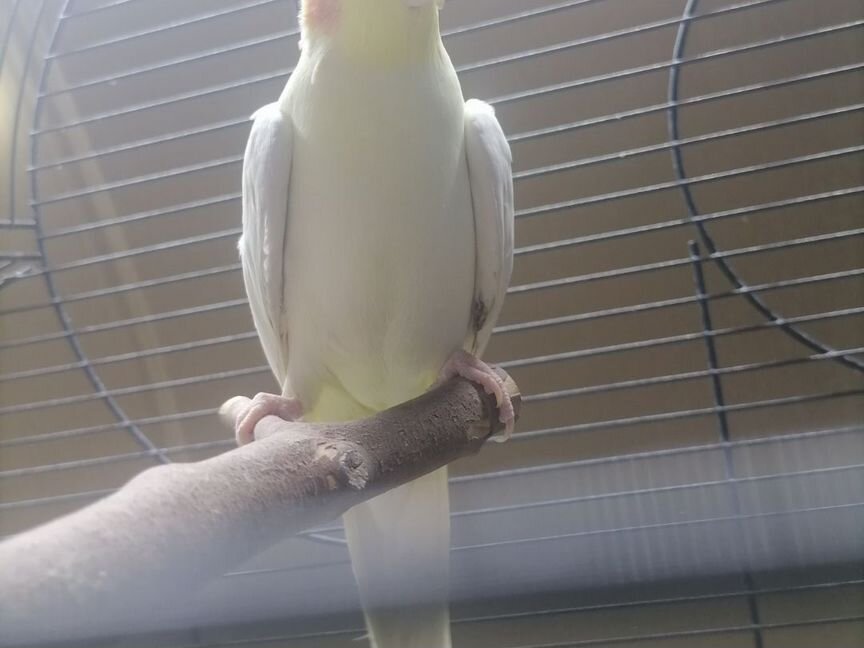 Попугай самец карела