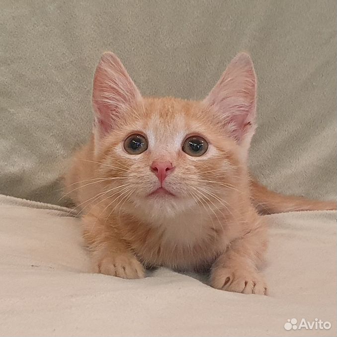 Котенок для любви (бронь)