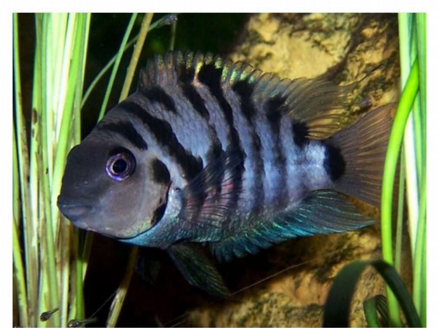 Цихлиды малыши