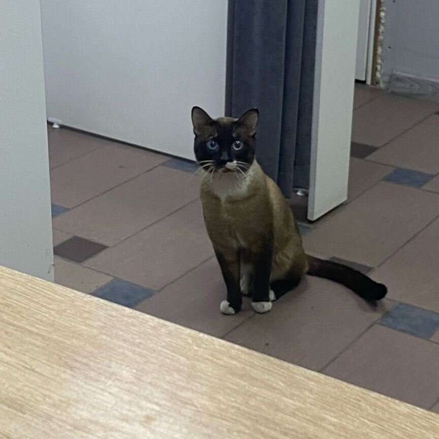 Красавец котик ищет дом или передержку