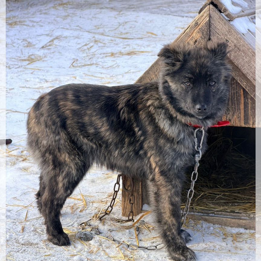 Щенок в добрые руки