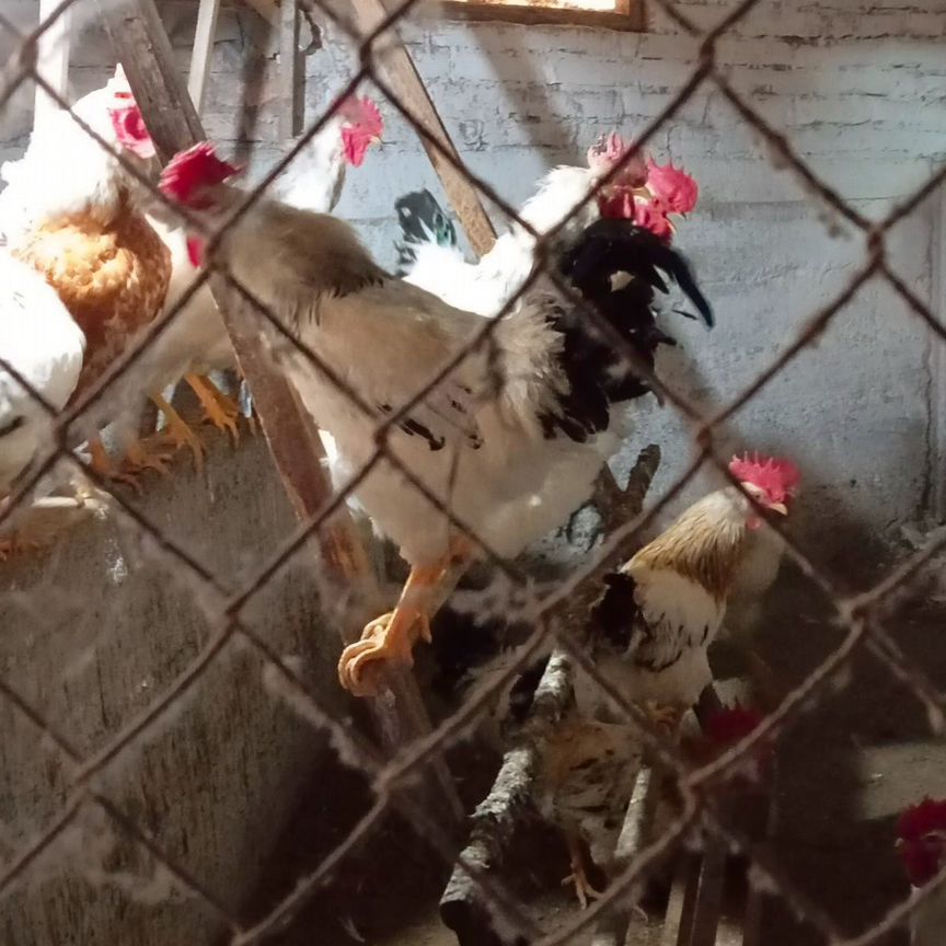 Петухи разные породы годовалые