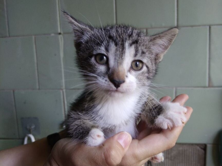 Котенок мальчик