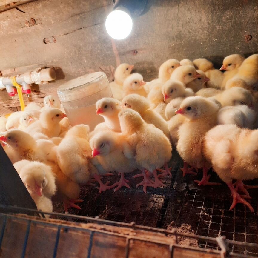 Цыплята бройлеры