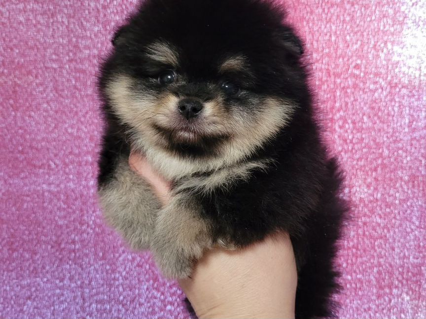 Шпиц мальчик 1,5мес