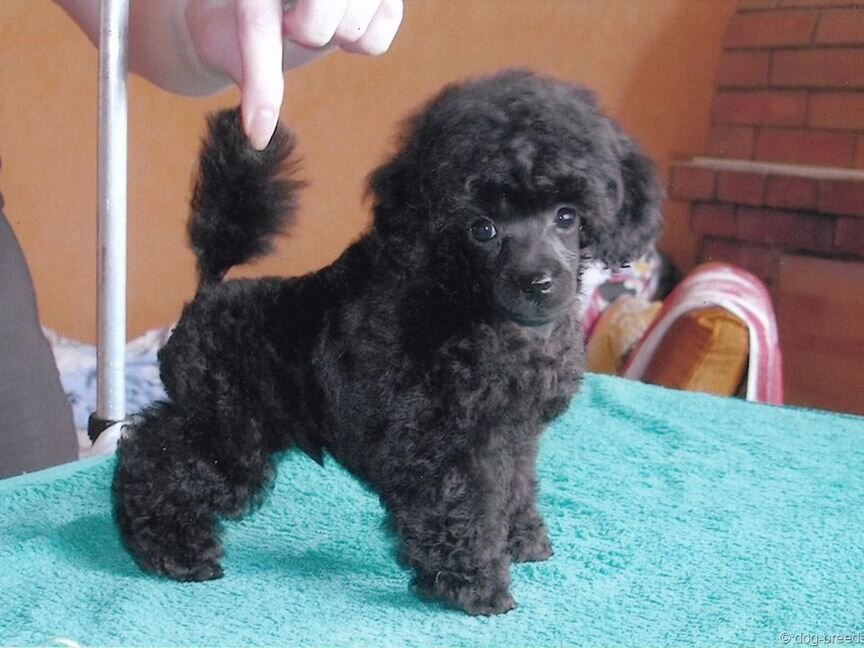 Щенок той пуделя