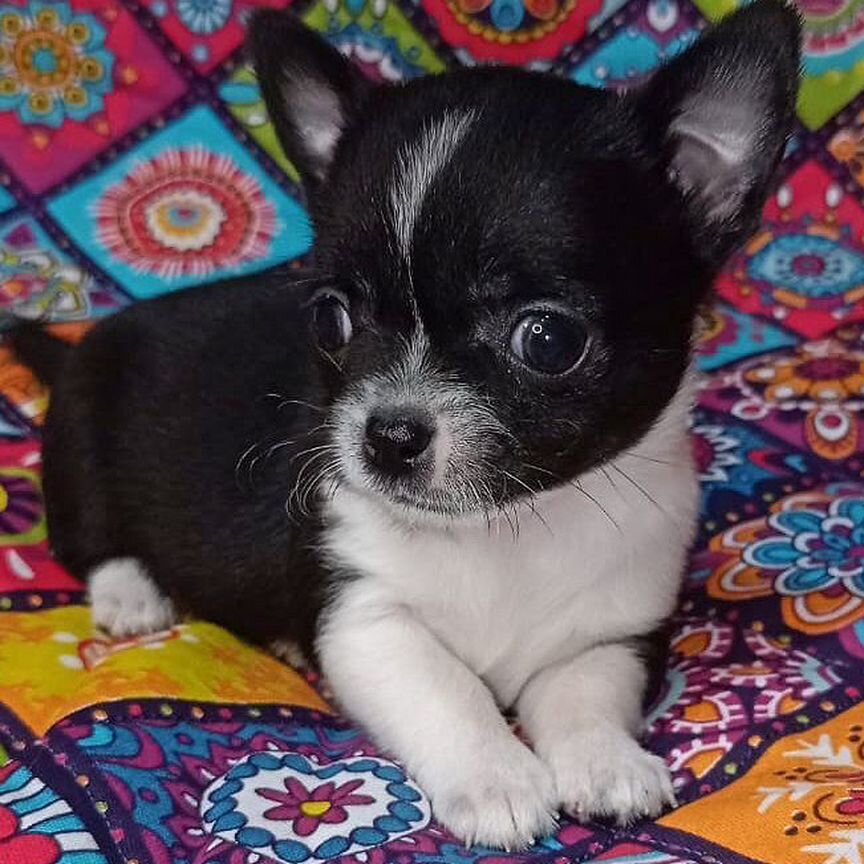 Мини мальчик чихуа