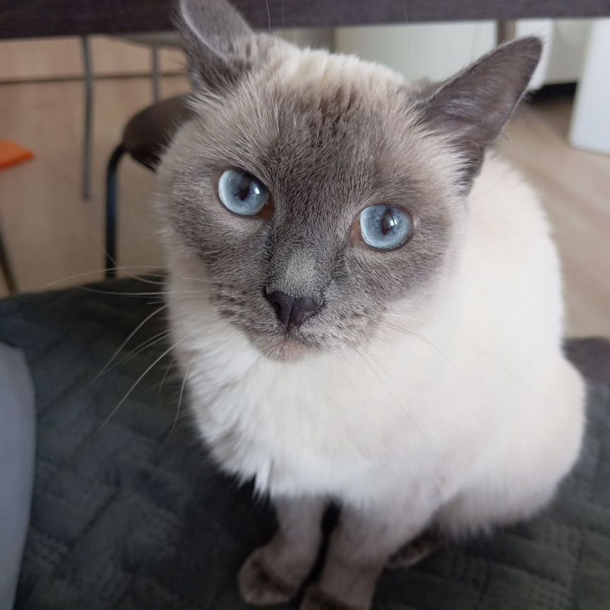 Кошка Соня