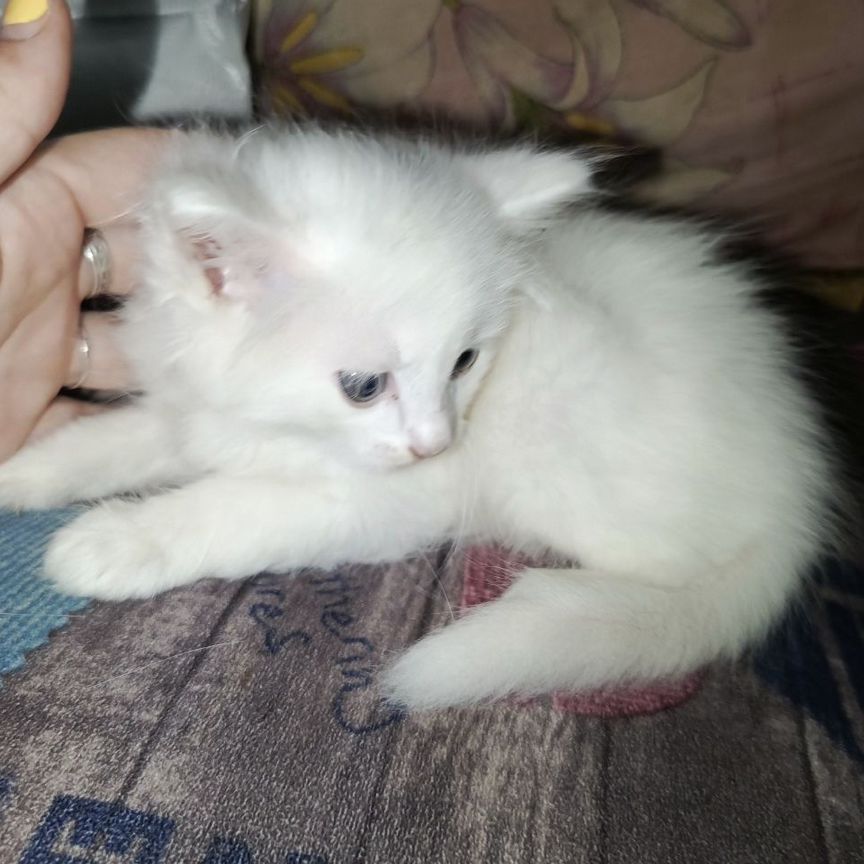 Котята в добрые руки бесплатно мальчик и девочка