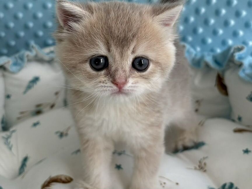Британские котята золотая шиншилла