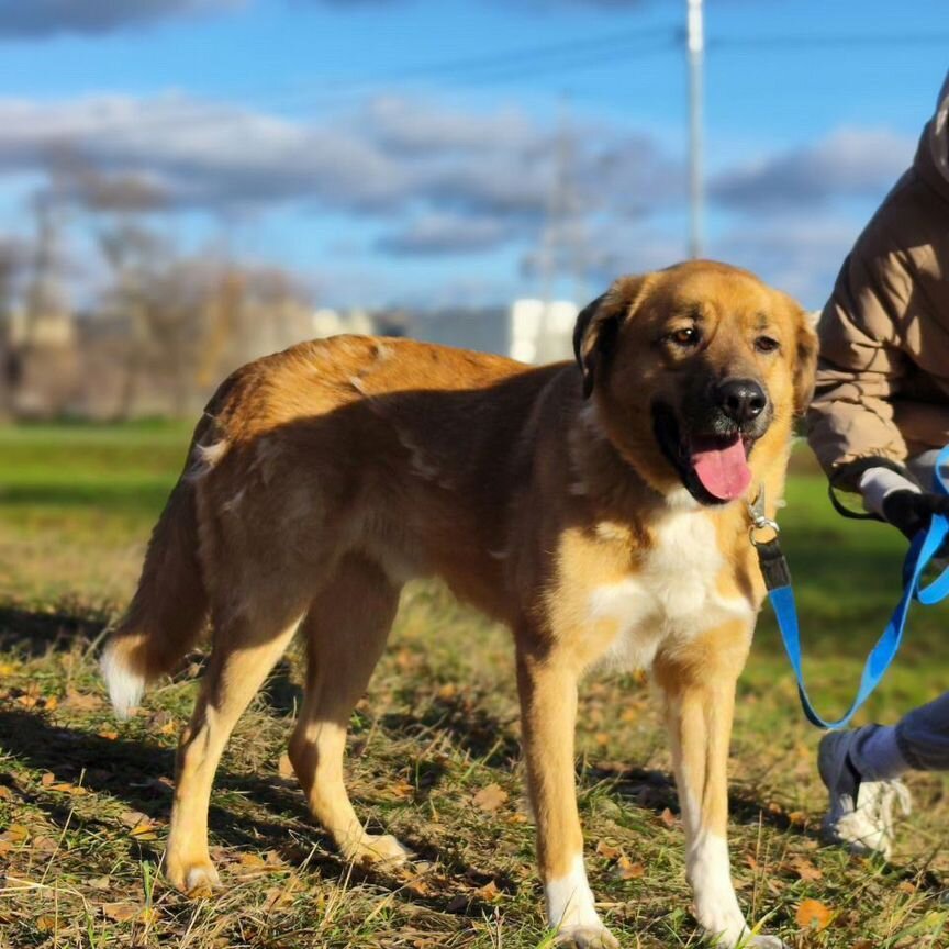 Собака в добрые руки