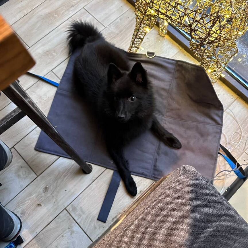 Собака шипперке