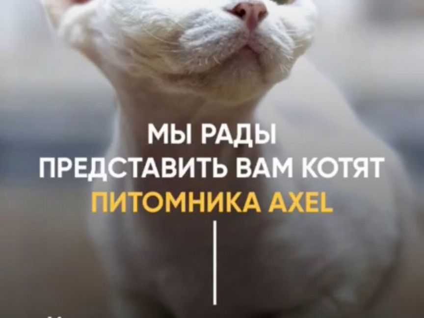 Чудесные котята девон-рекс