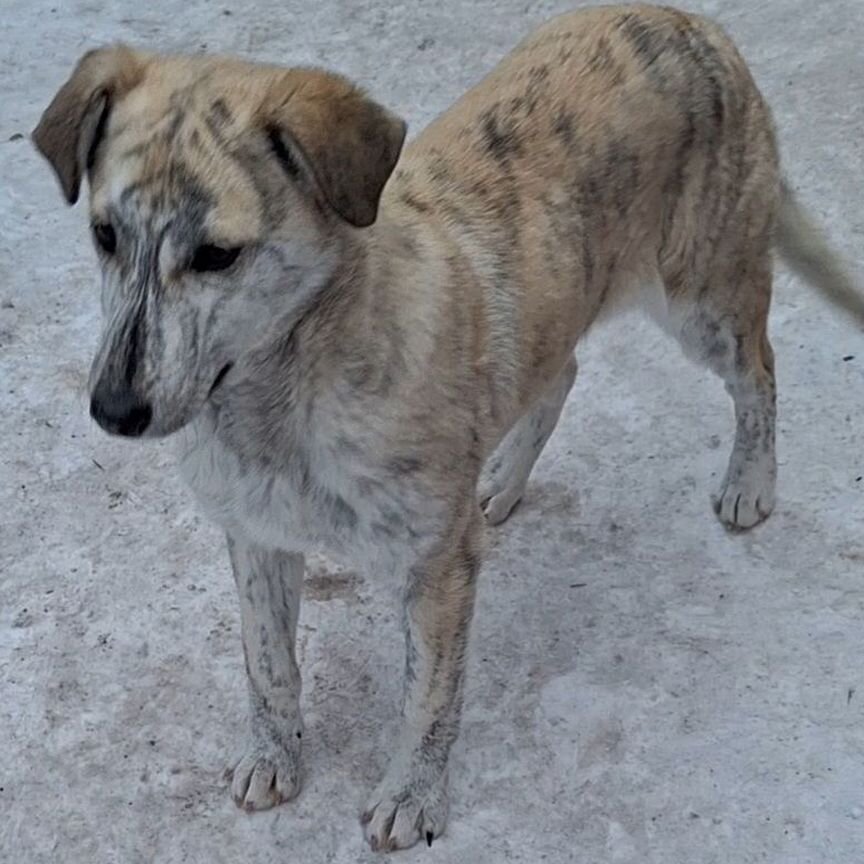 Сиба-ину, щенок