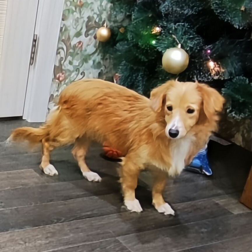 Взрослая собака в добрые руки