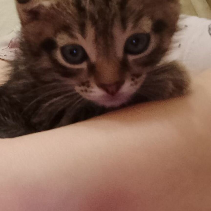 Котёнок