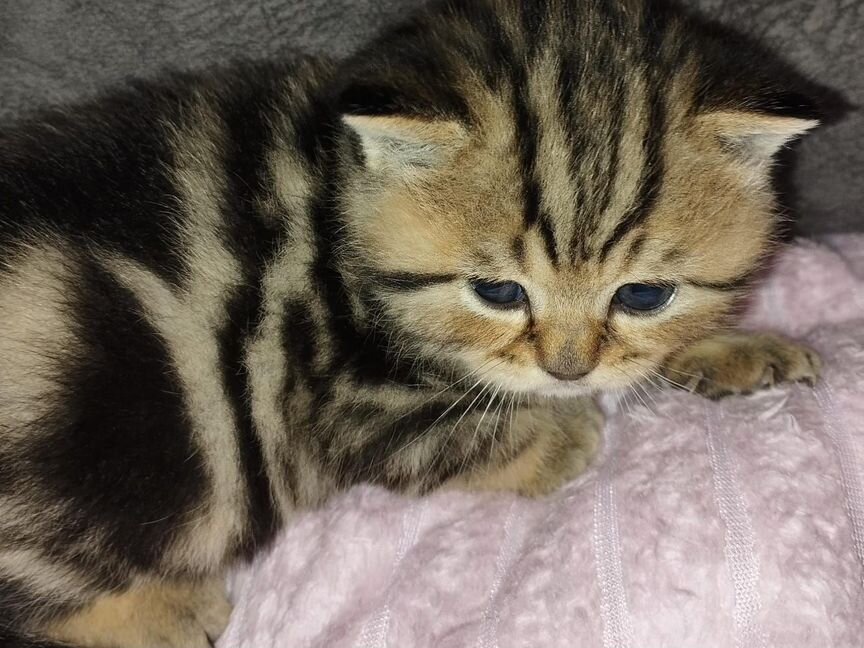 Шотладские котята