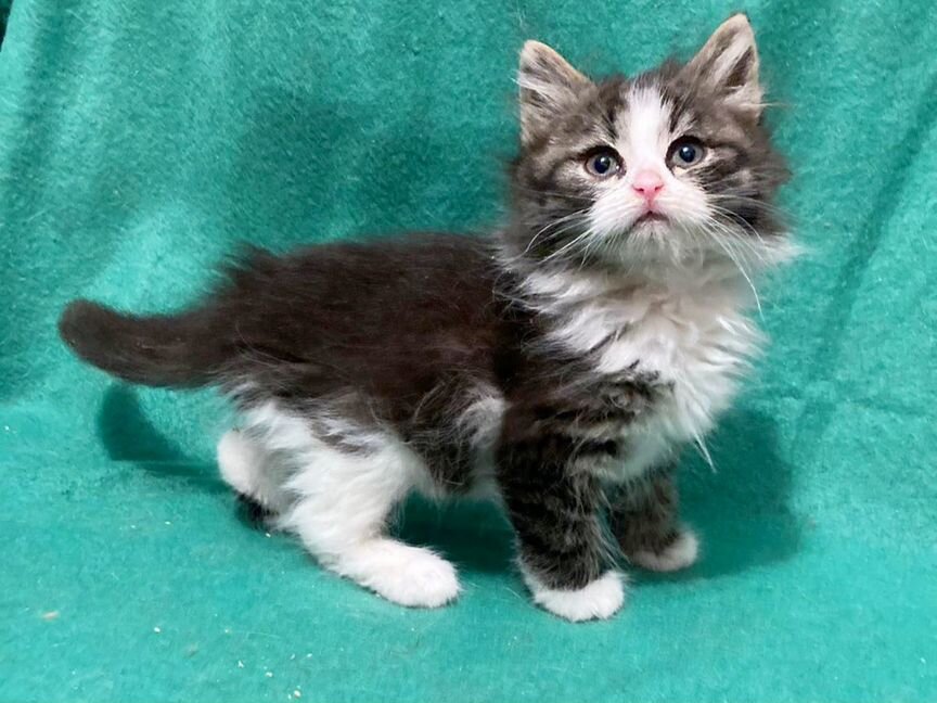 Котенок Ириска 1,5 мес