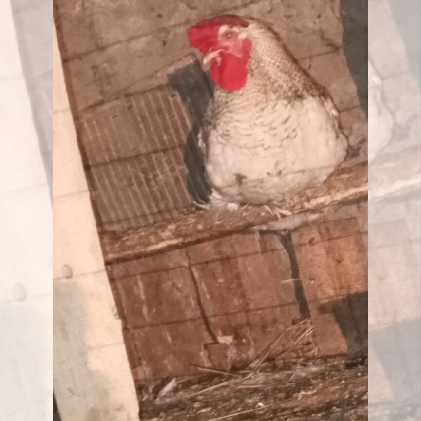 Молодые петухи