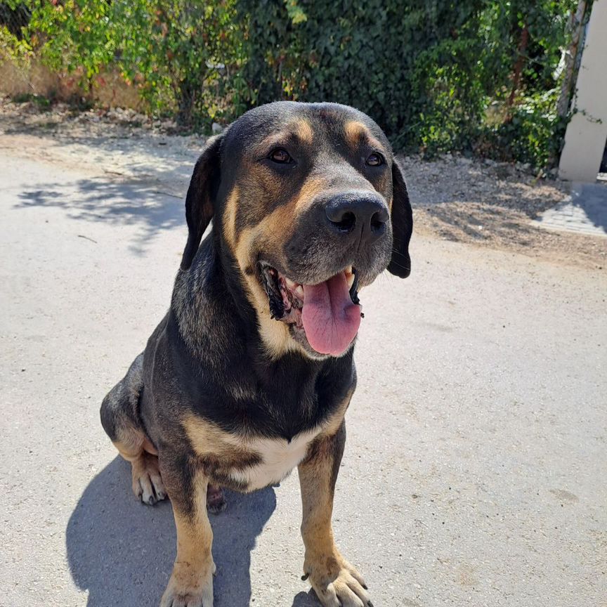 Собака в добрые руки отдам бесплатно