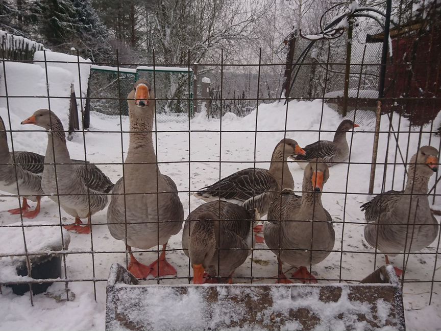 Продам гусей - семью