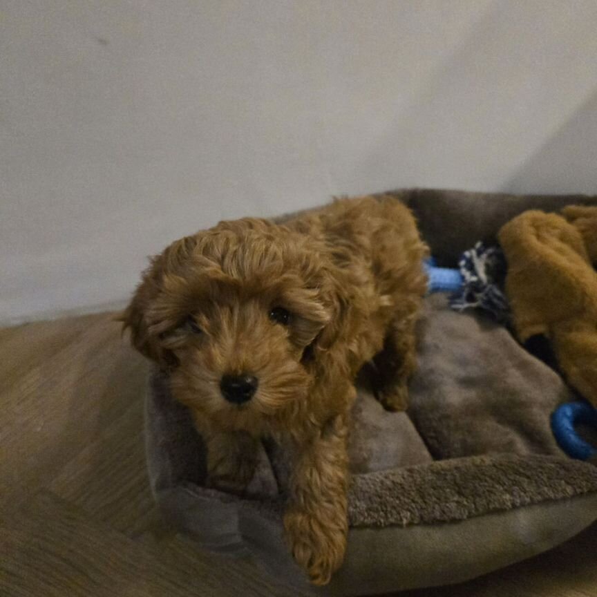 Той-пудель, щенок