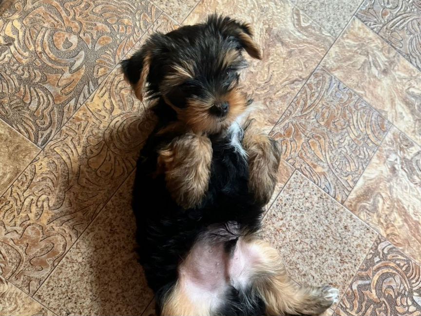 Йоркширский терьер щенок