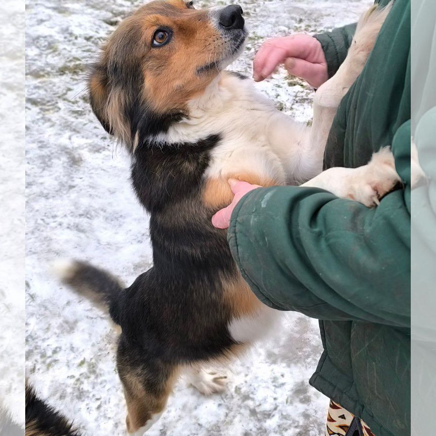 Умная и добрая собачка небольшая в добрые руки