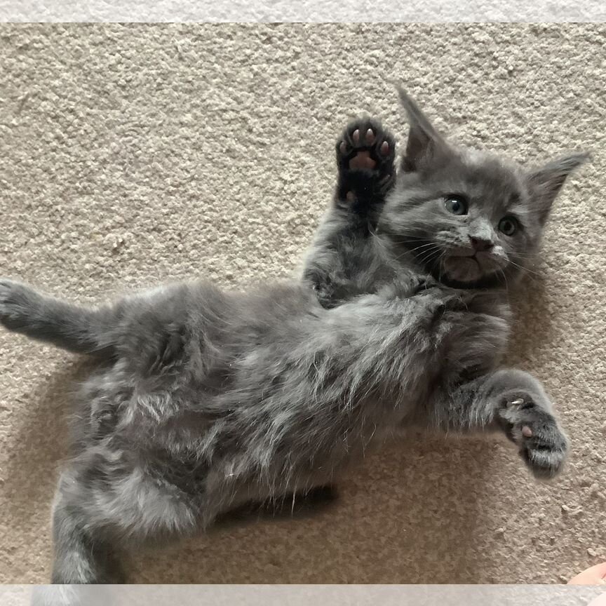 Мейн-кун котёнок