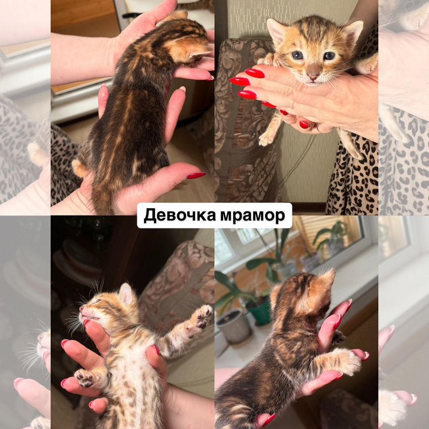 Бенгальские котята