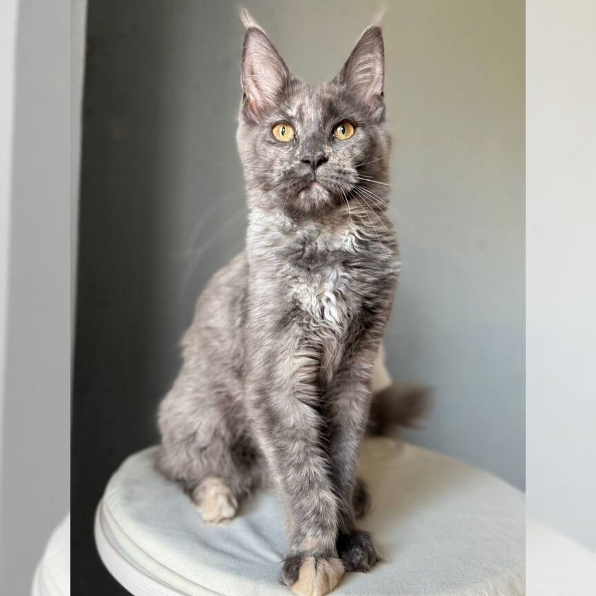 Мейн-кун котёнок