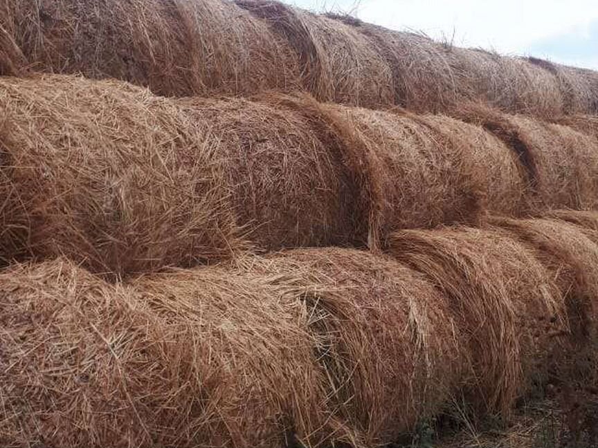 Тюки суданская трава
