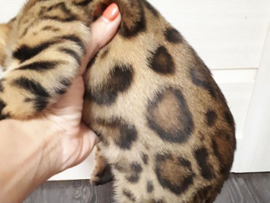 Красивая кошка