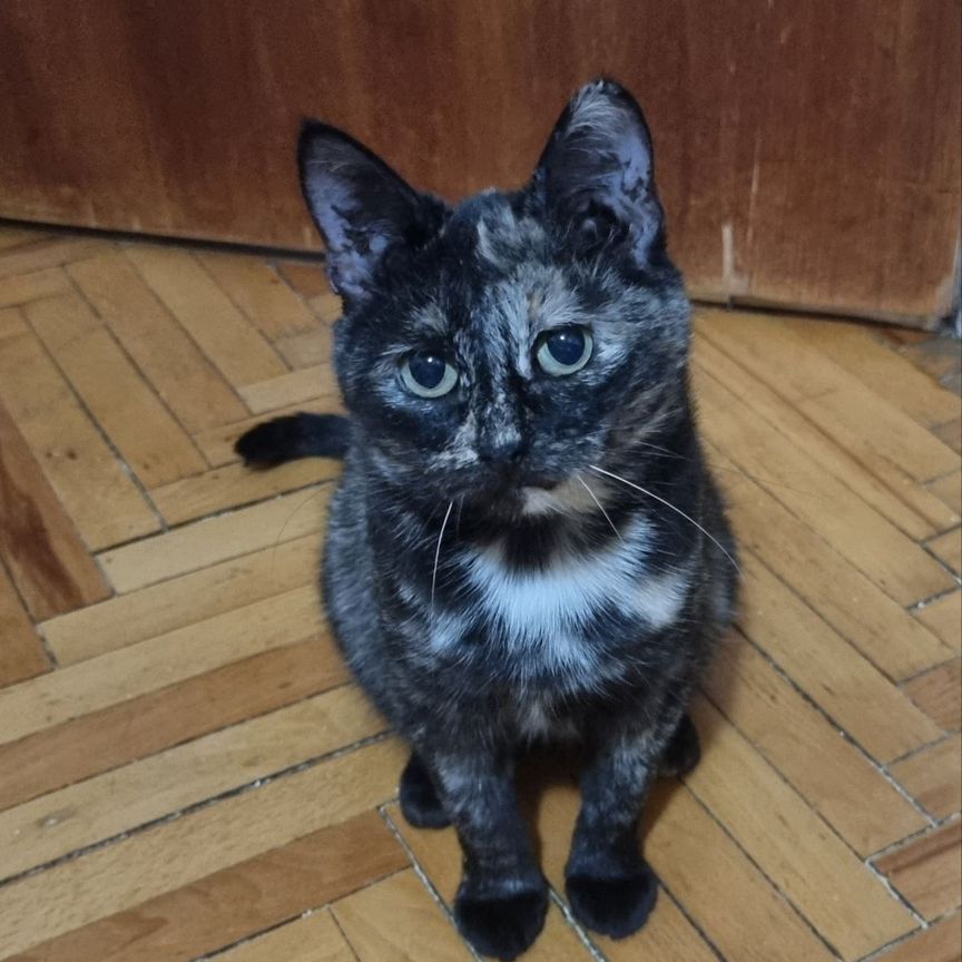 Душечка Нигума