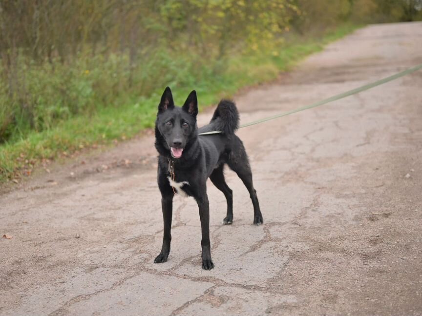 Западно сибирская лайка отдам в хорошие руки