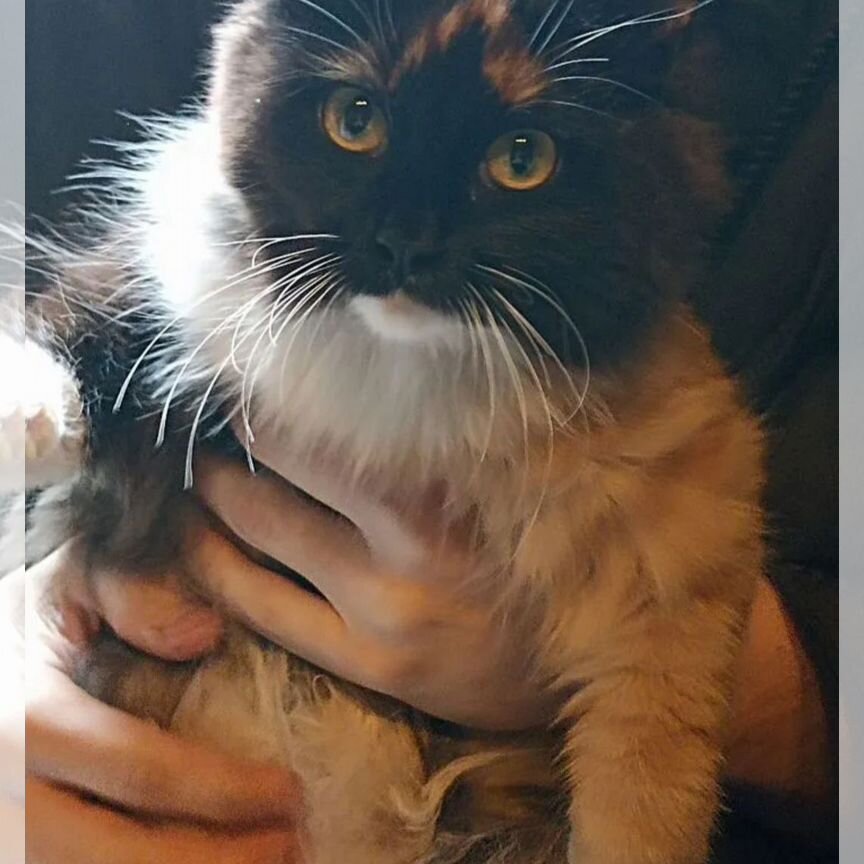 Сибирский котёнок