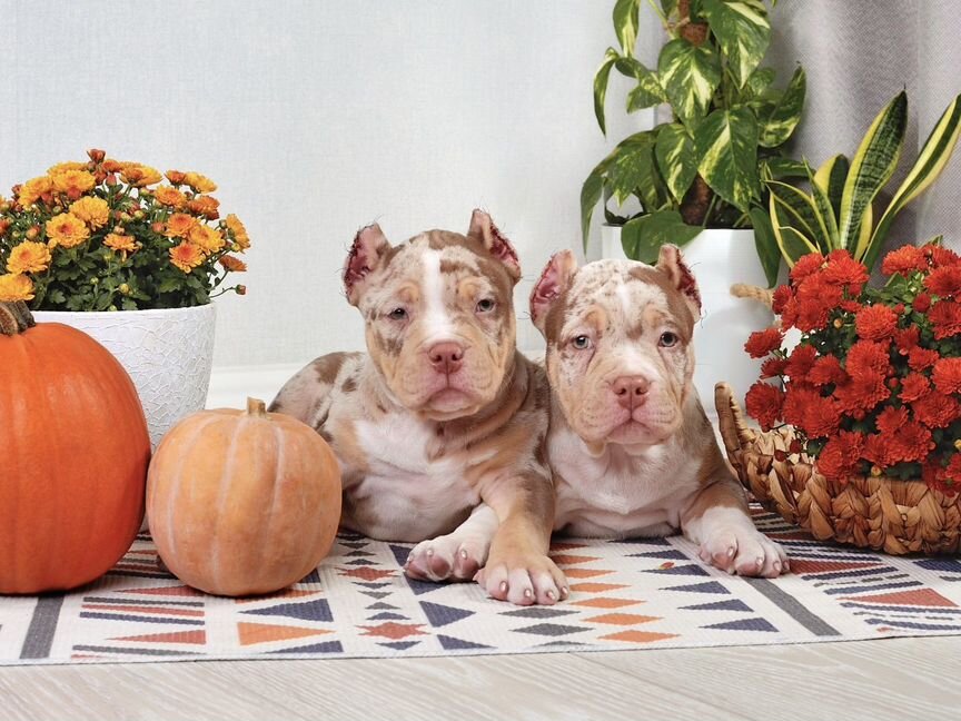 Щенки американского булли