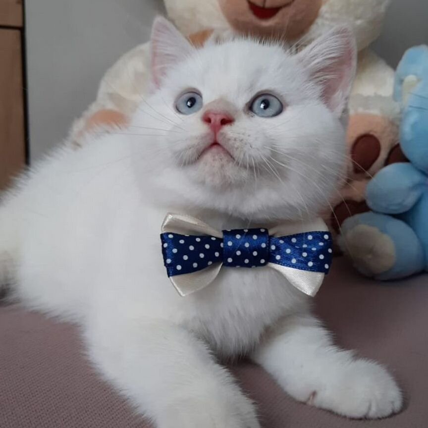 Британский блондин