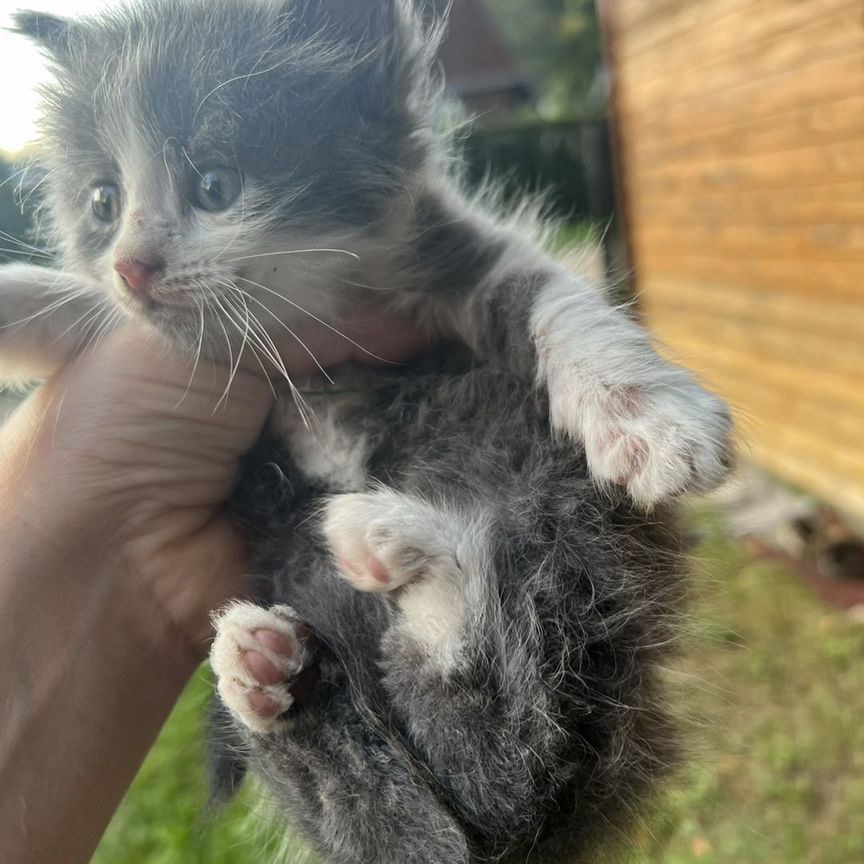 Котята ищут дом