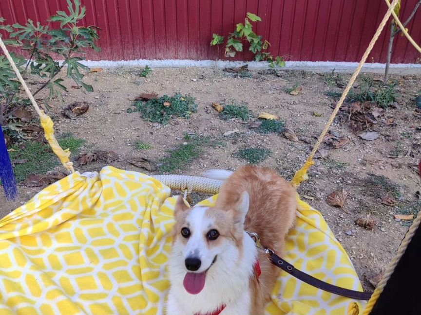 Вельш-корги пемброк. Роскошная, весёлая девочка