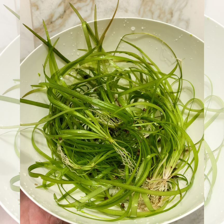 Аквариумное растение