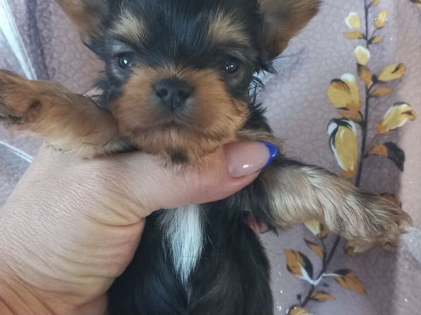 Йоркширский терьер