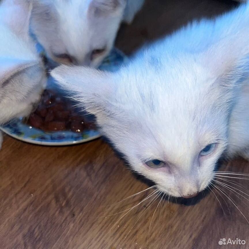 Турецкая ангора