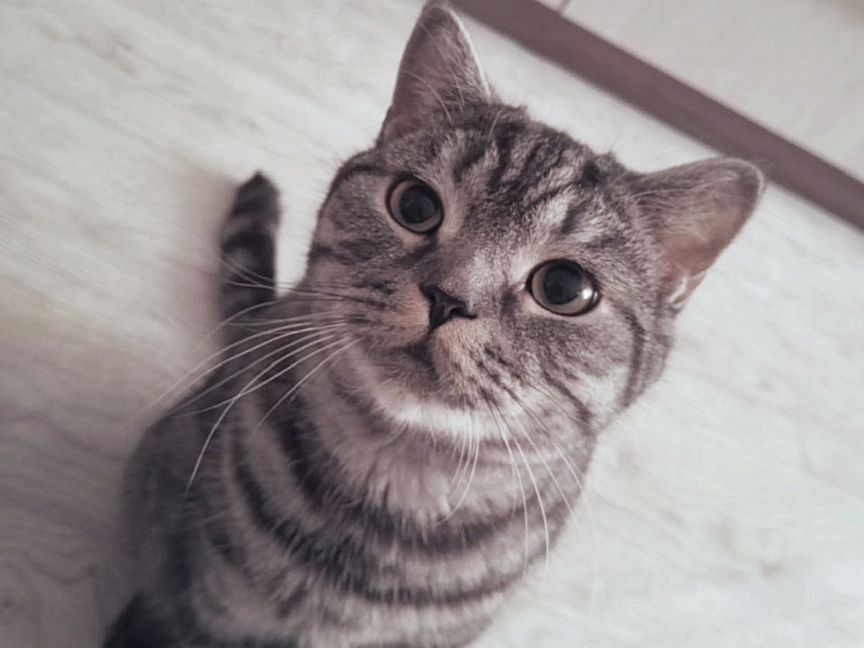 Кот Кокос ищет новую семью